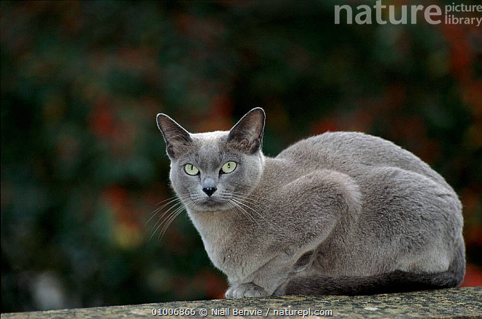 Stock photo of Female Burmese blue cat 'Pushka'. England. Available for ...