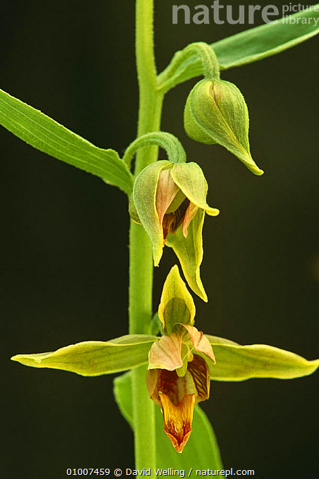 Stock photo of Stream orchid / Giant helleborine (Epipactis gigantea ...