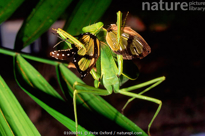 Stock photo of Praying mantis eating butterfly, Amazon rainforest ...
