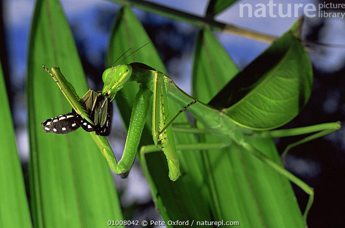 Stock photo of Praying mantis (Mantodea) eating butterfly, Amazon ...