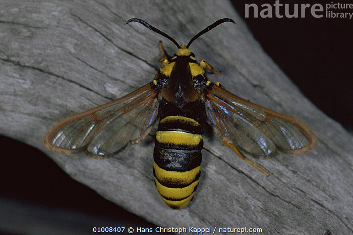 Stock photo of Hornet Moth (Sesia apiformis) mimicing hornet, Germany ...