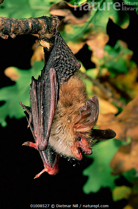 Stock photo of Bechstein's Bat (Myotis bechsteinii) in tree roost ...