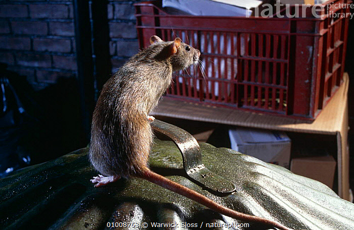 Stock photo of Brown rat {Rattus norvegicus} on dustbin lid. Captive ...