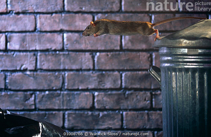 Stock photo of Brown Rat (Rattus norvegicus) jumping from dustbin ...