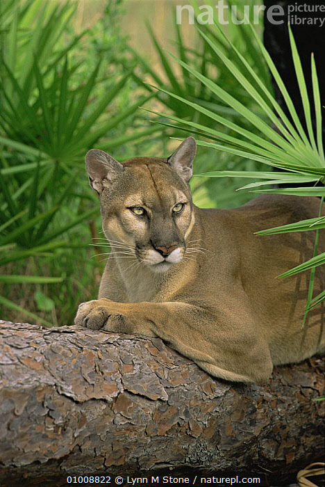 Stock photo of Florida Panther/ Puma, captive (Felis concolor) USA ...