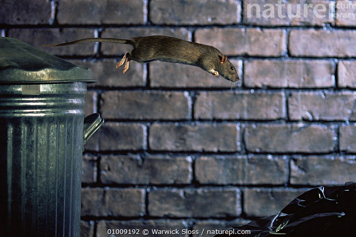 Stock photo of Brown rat (Rattus norvegicus) jumping from dustbin, UK ...