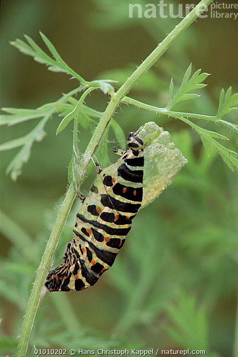 Stock photo of Swallowtail butterfly caterpillar pupating Life cycle ...