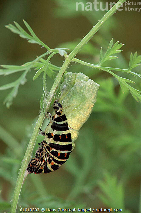 Stock photo of Swallowtail butterfly caterpillar pupating. Life cycle ...