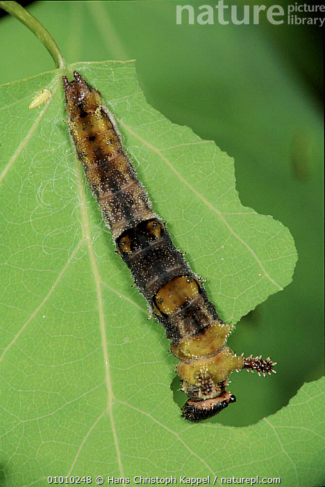 Stock photo of Poplar Admiral caterpillar pupating. Life cycle sequence ...