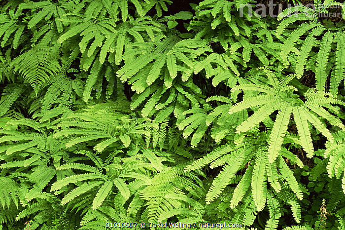 Stock photo of Five finger fern {Adiantum pedatum} Temperate rainforest ...