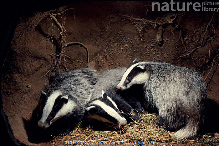 Stock photo of Badger cubs in underground sett, England, UK. Available ...
