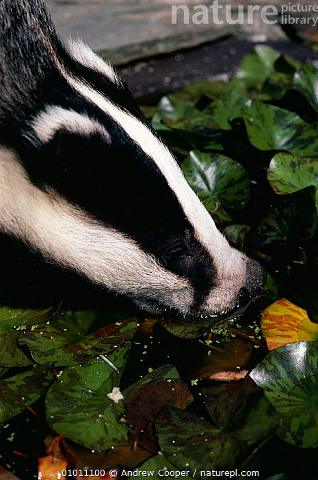 Stock photo of Badger drinking from garden pond (Meles meles) England ...