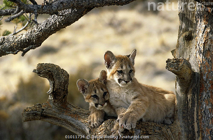 Stock photo of Two Puma cubs {Felis concolor} captive, Montana, USA ...