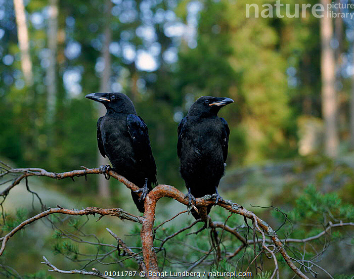 Stock photo of Two Raven juveniles in tree, Sweden. Available for sale ...