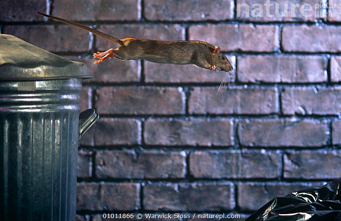 Stock photo of Brown rat (Rattus norvegicus) leaping from dustbin ...