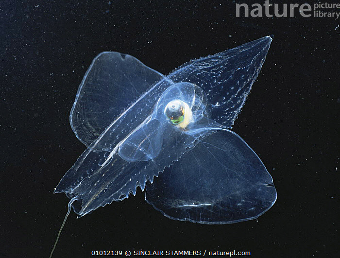 Stock photo of Sea butterfly (Cymbulia sp) zooplankton, France ...