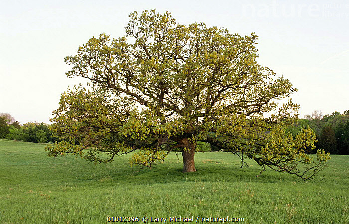 Stock photo of Bur oak in Spring (Quercus macrocarpa) USA Seasons ...