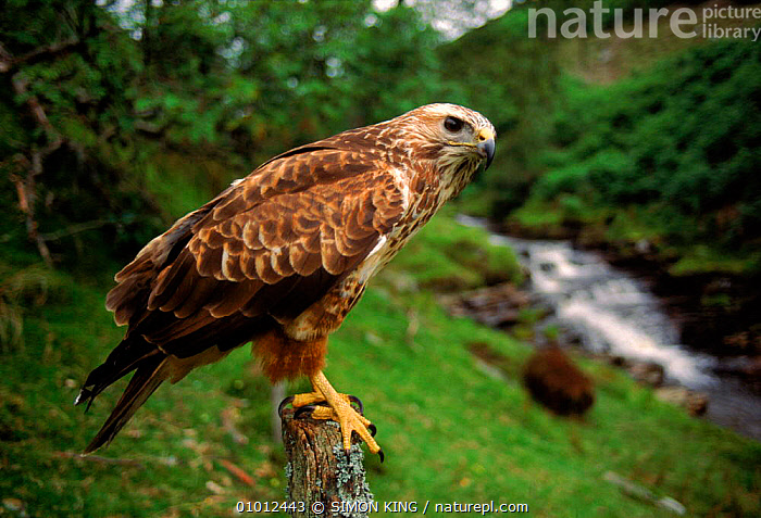 Stock photo of Common Buzzard, pale phase, UK.. Available for sale on ...