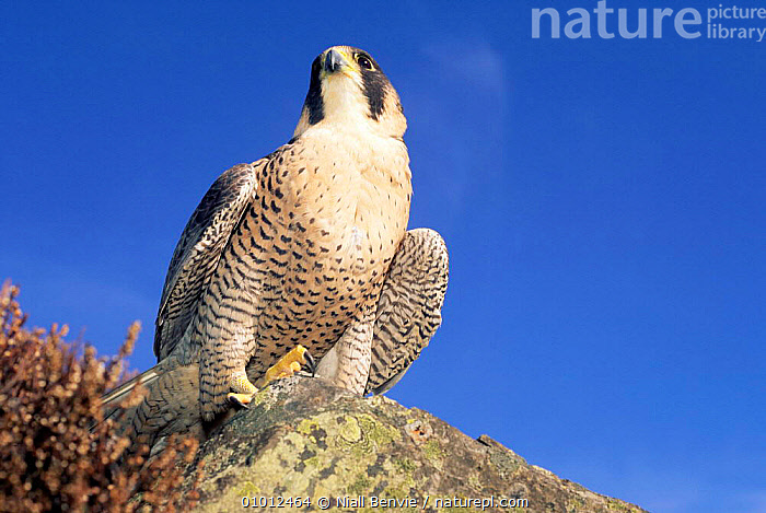 Stock photo of Female Peregrine falcon portrait (Falco peregrinus ...