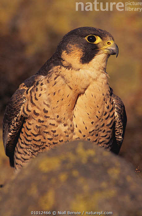 Stock photo of Female Peregrine falcon (Falco peregrinus, subspecies ...