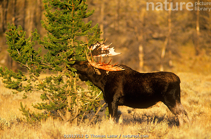 Stock photo of Moose (Alces alces) male rubbing velvet off its antlers ...