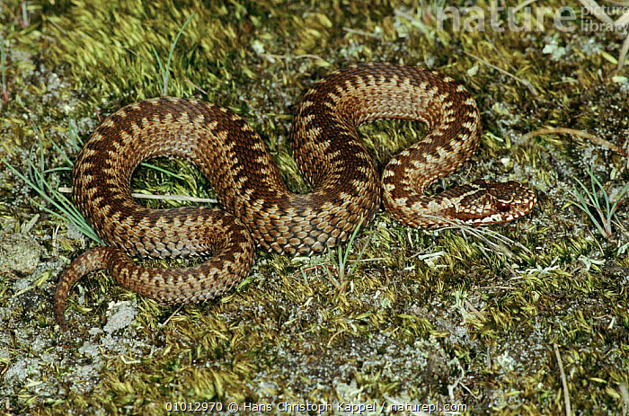 Stock photo of Adder snake, Denmark. Available for sale on www.naturepl.com