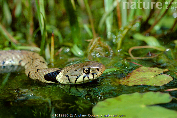 Stock photo of Grass Snake swimming, England (Natrix natrix) Devon ...