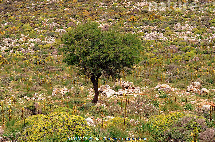 Stock photo of Crete - garrigue with Euphorbia, Ashodeline lutea and ...