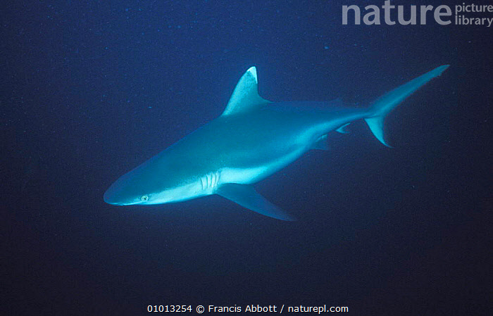 Stock photo of Female Blacktail Reef Shark (Carcharhinus wheeleri ...