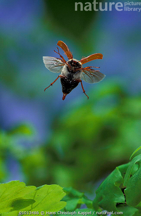 Stock photo of Common cockchafer / Maybug in flight (Melontha melontha ...