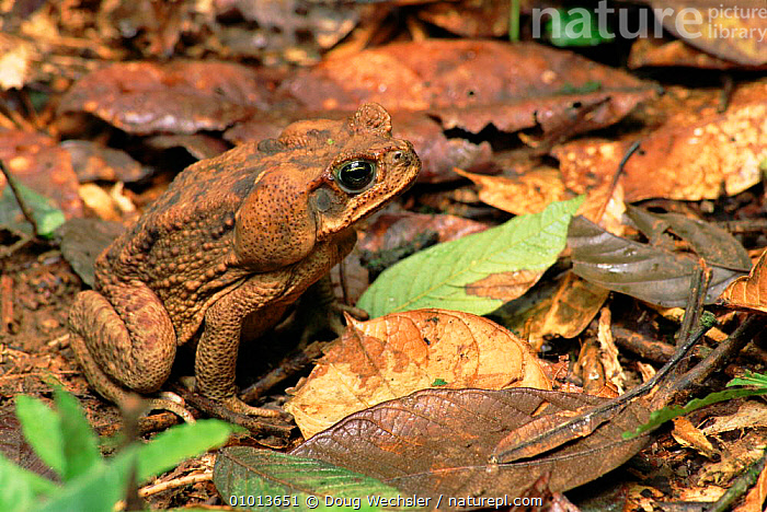 Stock photo of Giant (Marine) toad, Guanacaste NP, Costa Rica ...