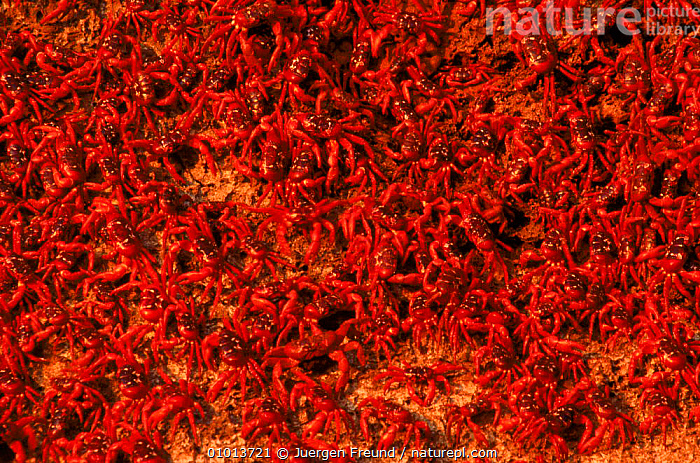 Stock photo of Mass of Christmas Island Red Crabs spawning on the beach ...
