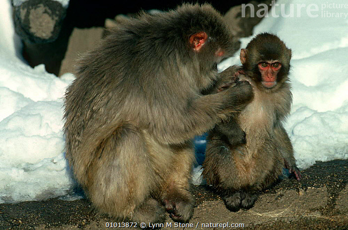 Stock photo of Japanese macaque grooming young (Macaca fuscata) Captive ...