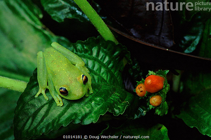 Stock photo of Glass frog in rainforest understorey, Ecuador. Available ...