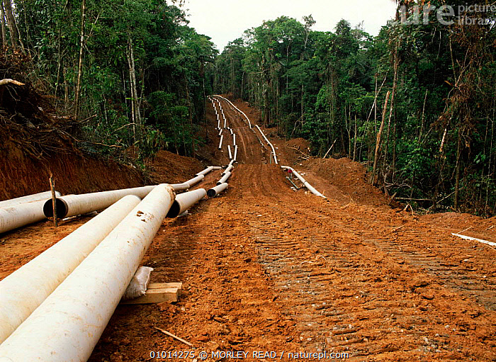 Stock photo of Laying pipeline for oil extraction in rainforest ...