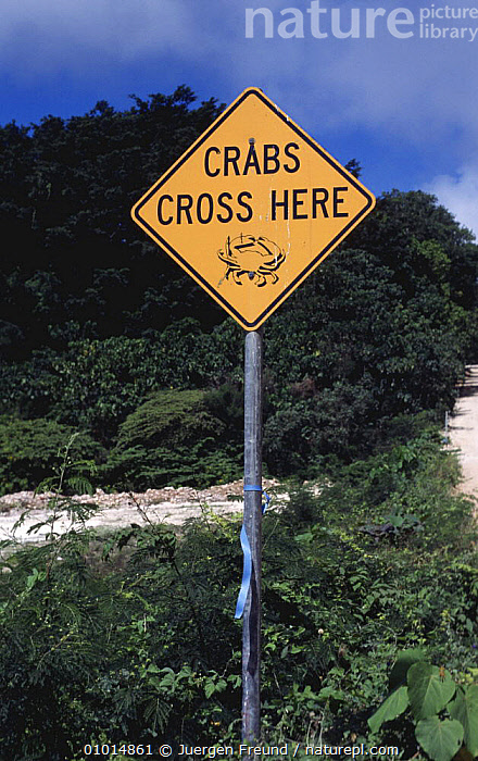 Stock photo of Sign "Crabs Cross Here" Christmas Island Red Crabs ...