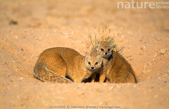 Stock photo of Yellow Mongoose pair at burrow (Cynictis penicillata ...