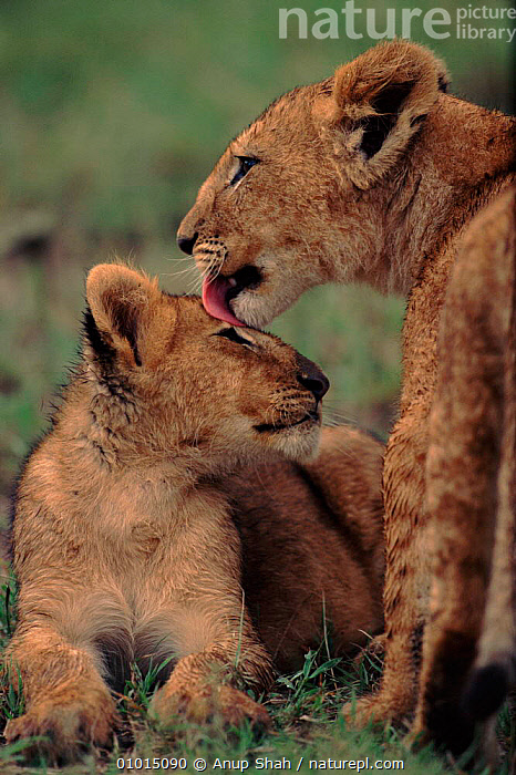 Stock photo of Lion cubs grooming each other, Kenya. Available for sale ...