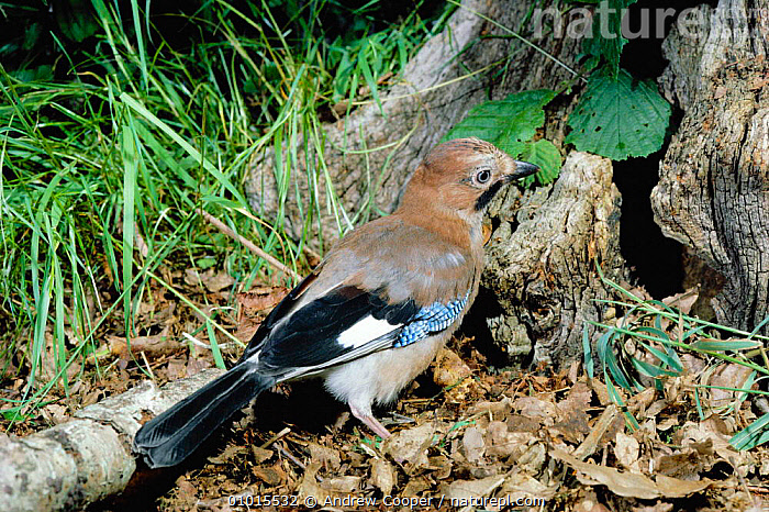 Stock photo of Jay 'anting' in woodland, Devon (Garrulus glandarius ...