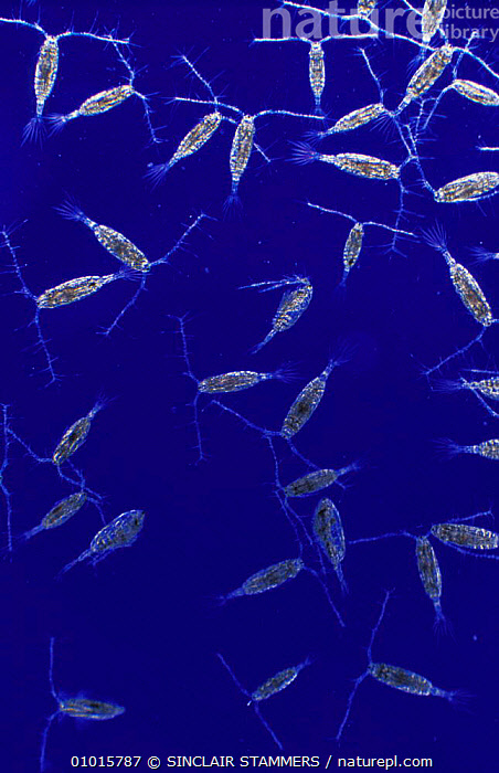 Stock photo of Copepods, marine plankton. Available for sale on www ...
