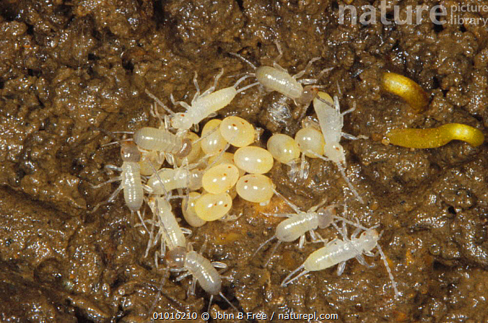 Stock photo of Earwig eggs and newly hatched babies. Forficula auricularia England. Available for sale on www.naturepl