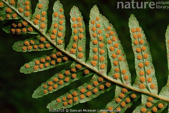 Stock photo of Common polypody fern (Polypodium vulgare) sori on ...