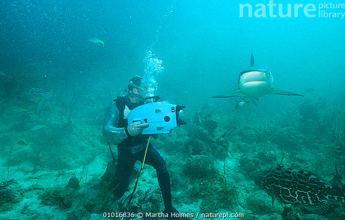 Stock photo of Simon King, wearing chain mail suit, filming sharks for ...