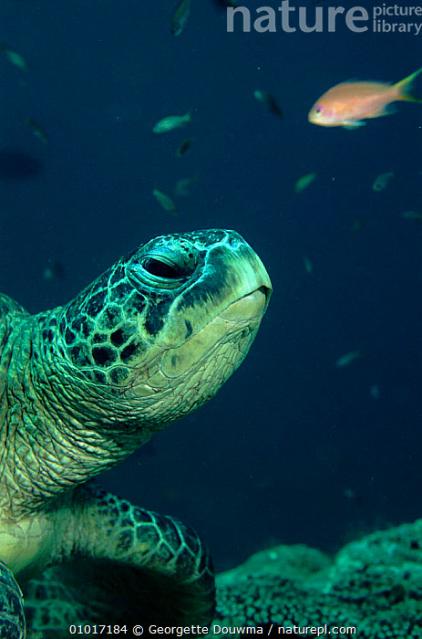 Stock photo of Green turtle head portrait underwater, Sipadan, Malaysia ...