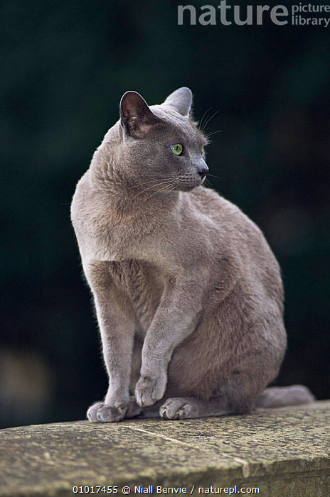 Stock photo of Burmese breed domestic cat female portrait, "Pushka" UK ...