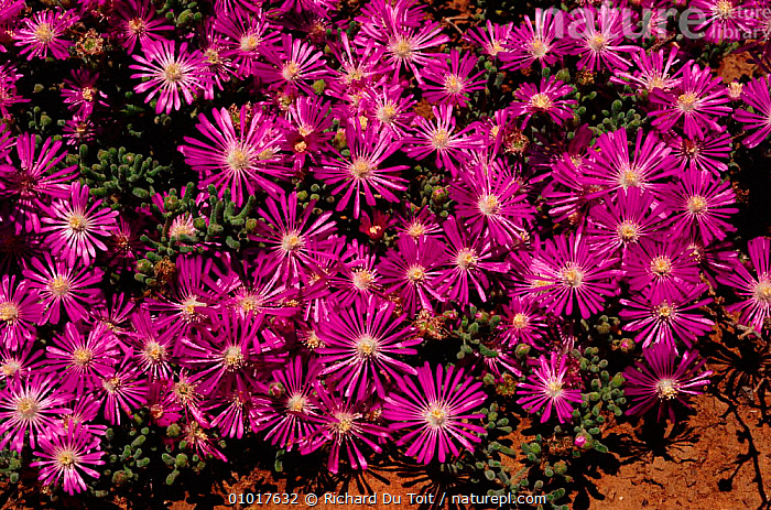 Stock photo of Royal carpet flowers (Drosanthemum hispidum). Eastern ...