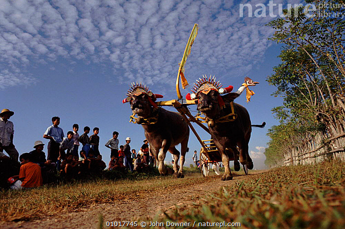 Stock photo of Water Buffalo racing with chariots, Bali, Indonesia ...