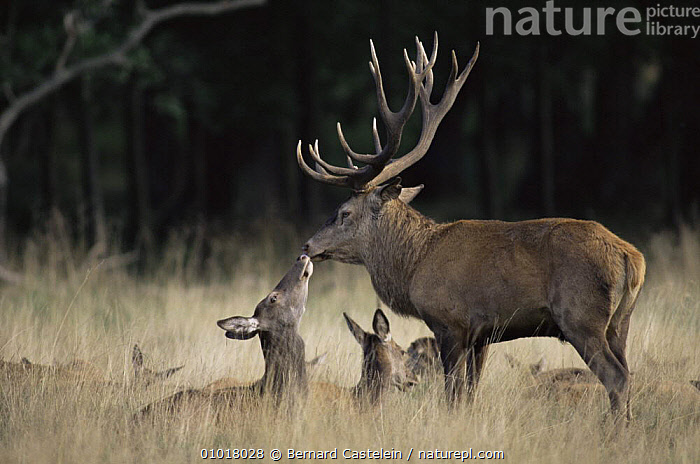 Stock photo of Red deer {Cervus elaphus} stag and hind sniffing noses ...