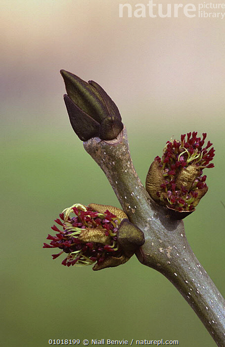 Stock photo of Flowers and buds of an Ash tree (Fraxinus excelsior ...