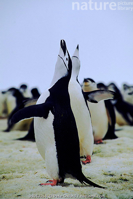Stock photo of Chinstrap penguins displaying, South Sandwich Islands ...